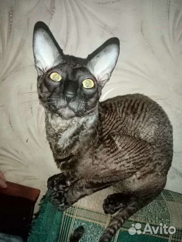 Котик на вязку