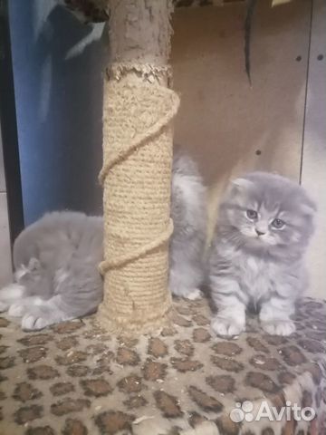 Котята. Шотландская вислоухая