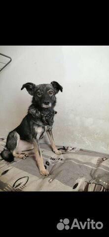 Небольшая собачка Аля ищет дом