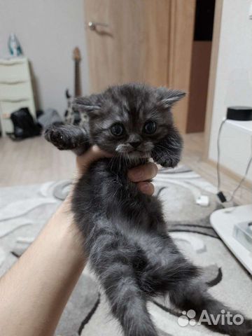 Отдаю игривого котенка девочку в хорошие руки