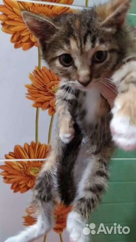 Чудесная трёхцветная малышка - девочка,1,5 месяца