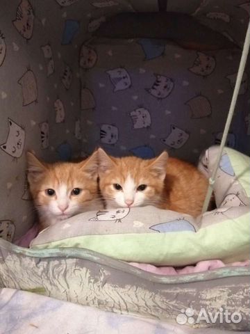 Котята рыжики
