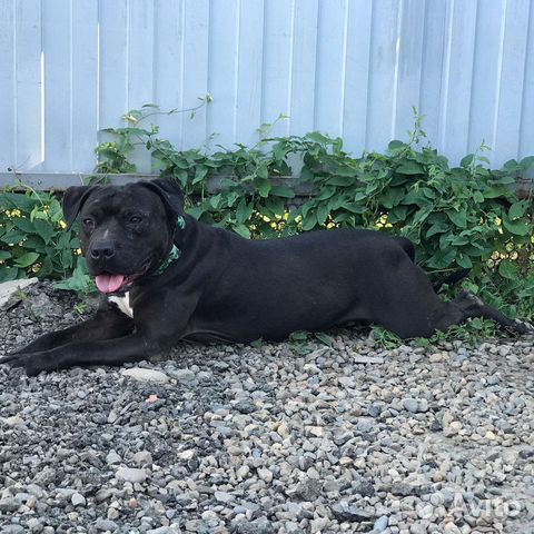 Фенотип апбт