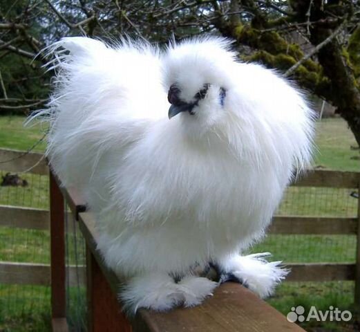 Домашняя птица