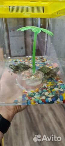 Красноухая черепаха