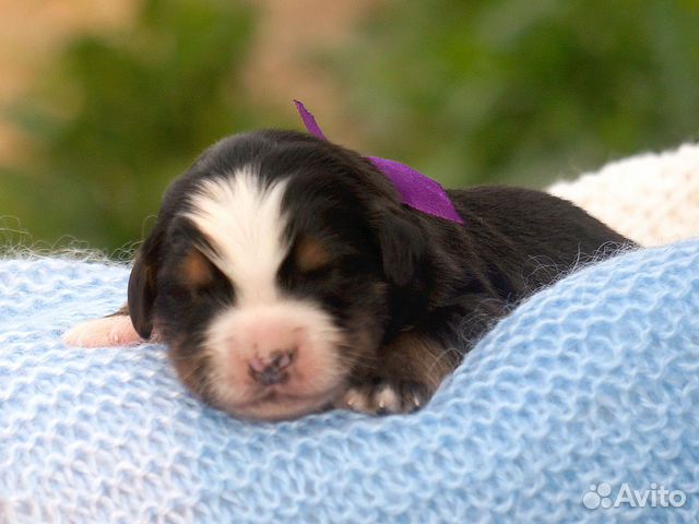 Открыто бронирование щенков бернского зенненхунда