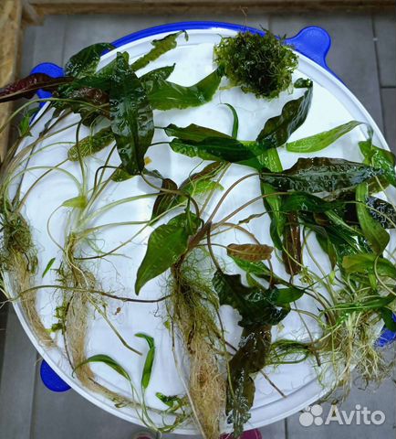 Аквариумные растения