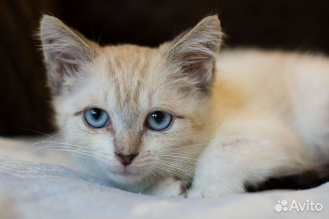 Тайский котёнок