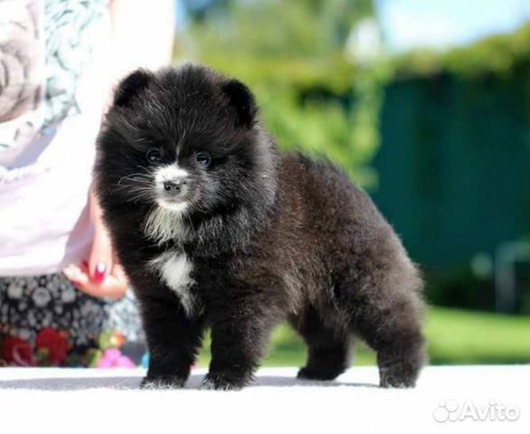 Шпицемальчик