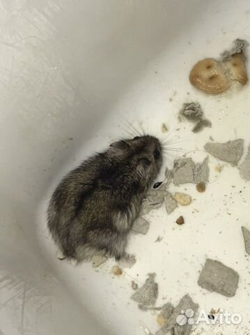 Джунгарский хомяк