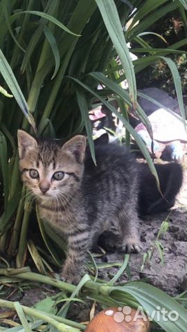 Британские котята