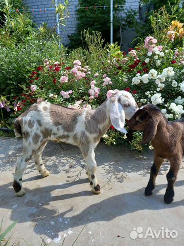 Нубийские козлятки