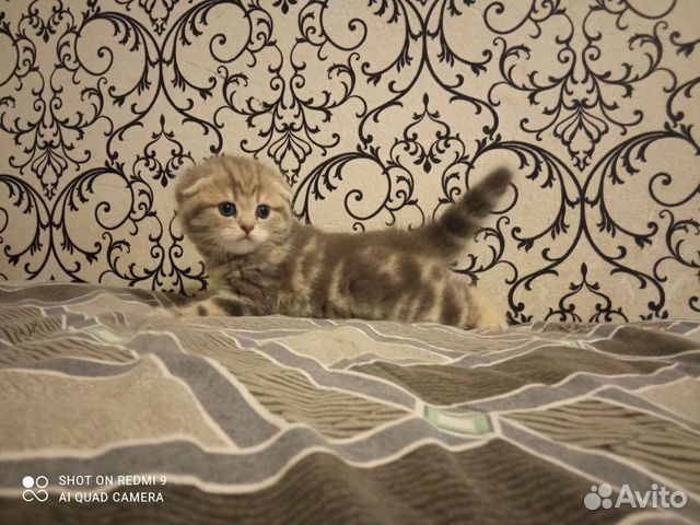 Шотландский кот