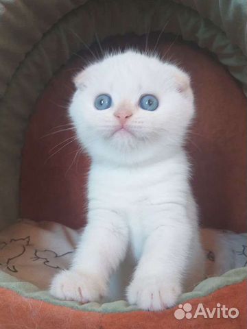 Шотландские котята эксклюзив