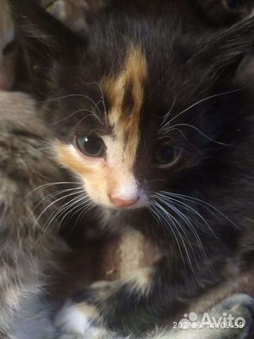 Изумительные деревенские котята