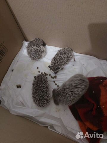 Африканский ежик