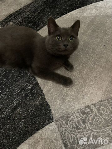 Котята русская голубая