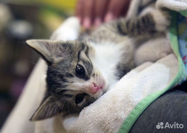 Котенок Поночка в добрые руки
