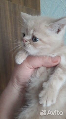 Милые чистокровные плюшевые котята экзоты мальчик