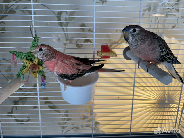 Предлагаю пару розовобрюхих попугаев (боурка)