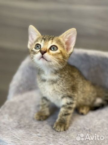 Котенок девочка 1,5мес