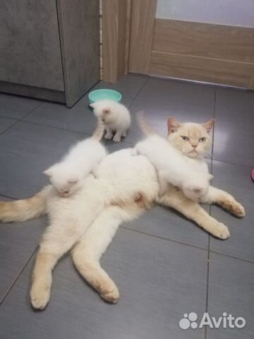 Котята шотланской кошки