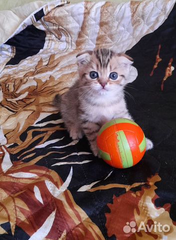 Кошки