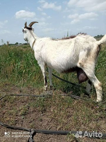 Коза дойная