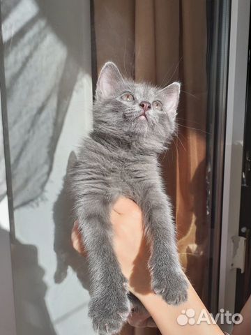 Котята в добрые руки бесплатно