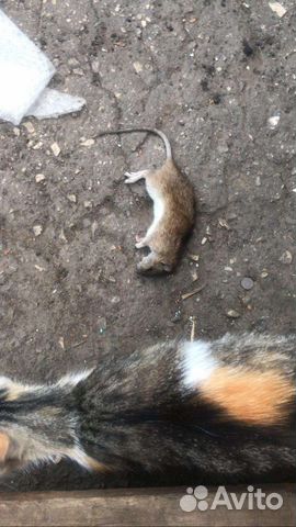 Кошки в добрые руки бесплатно