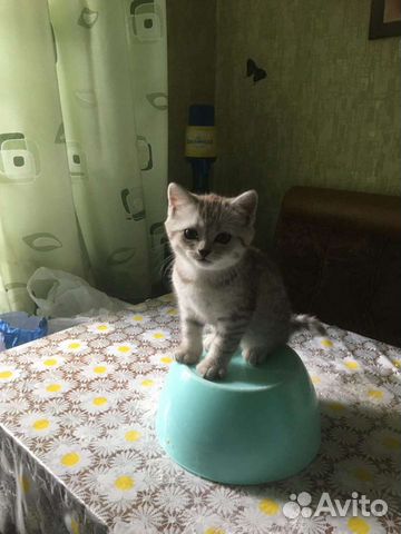 Котята скотиш страйт
