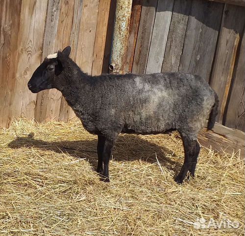 Овца и ярка