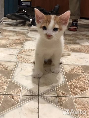 Котёнок Тишка