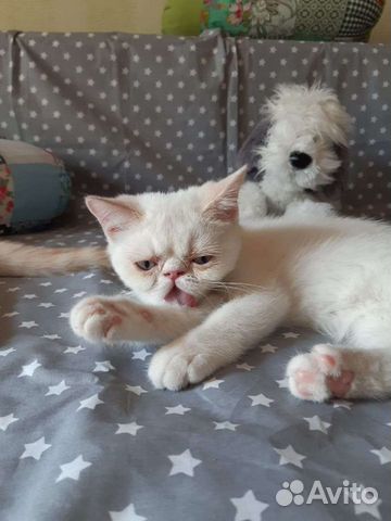Экзотическая кошечка