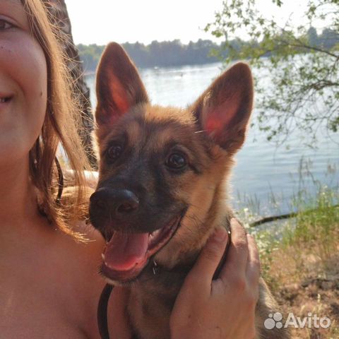 Овчарка (возможно бельгийская или смесь)