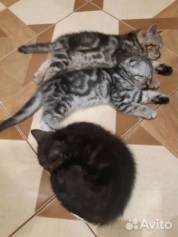 Кошки котята шотландские в добрые и надежные руки