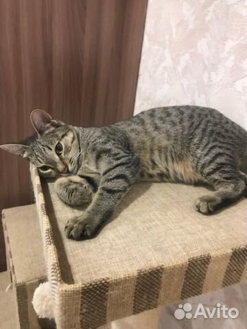 Кошка Снежинка