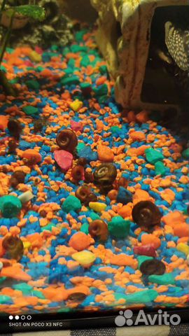 Коралл балянус