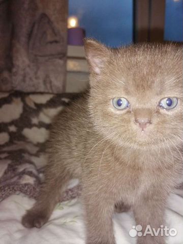 Котенок, британский шоколадный