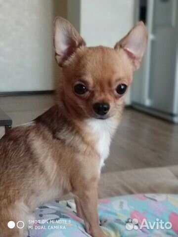 Вязка кобель чихуахуа