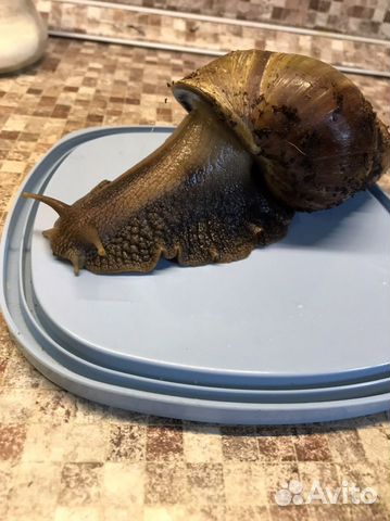 Улитка африканская