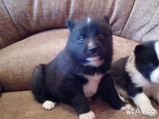 Метисы русско-европейской лайки в добрые руки