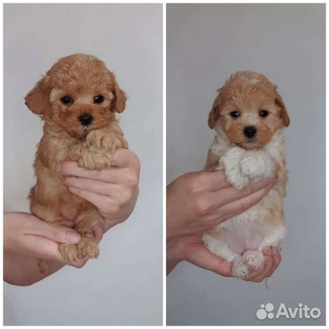 Две микро девочки