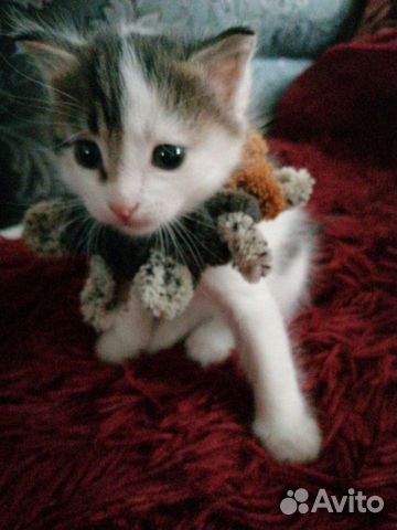 Котенок