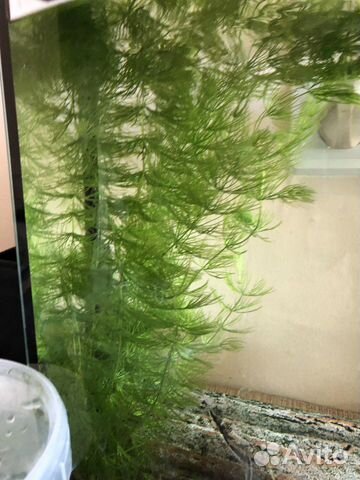 Аквариумное растение водросли