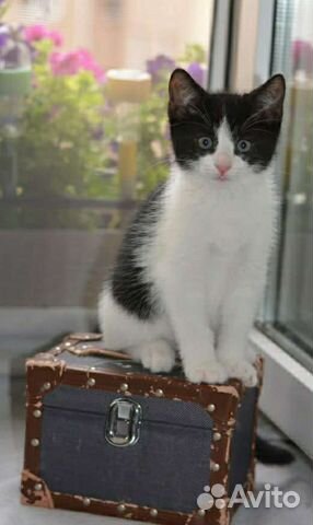 Настоящая парижанка