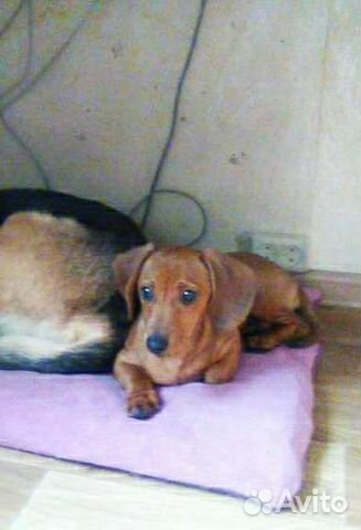 Такса средняя девочка