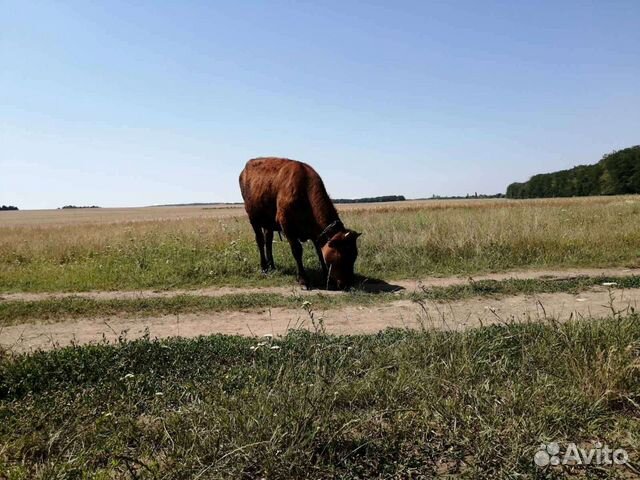 Продам телку