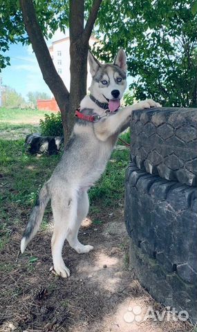 Ищет дом Веста