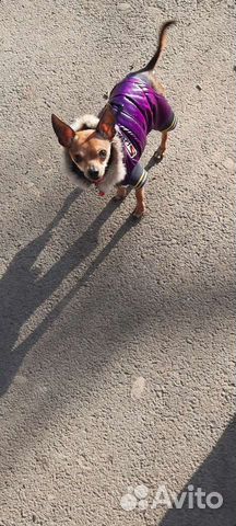 Отдам,той терера,в добрые руки,все вопросы по теле